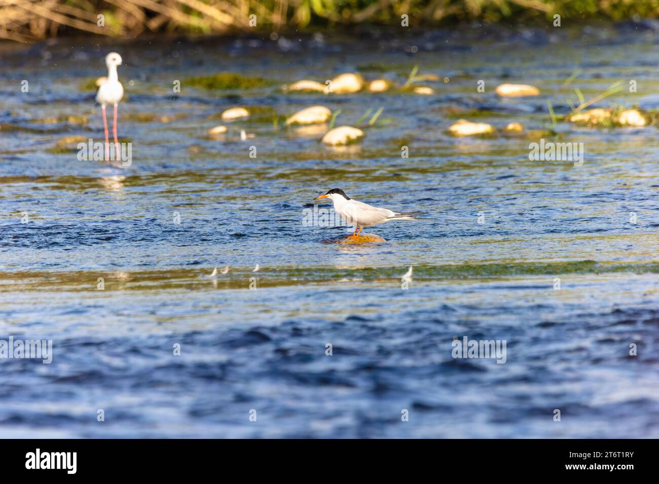 Wild birds wade in the pristine lake, showcasing the beauty of nature ...