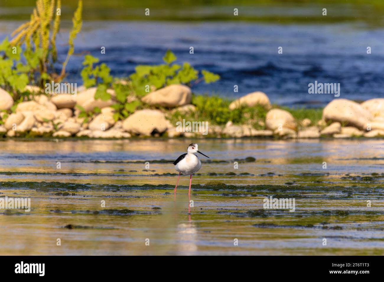 Wild birds wade in the pristine lake, showcasing the beauty of nature ...