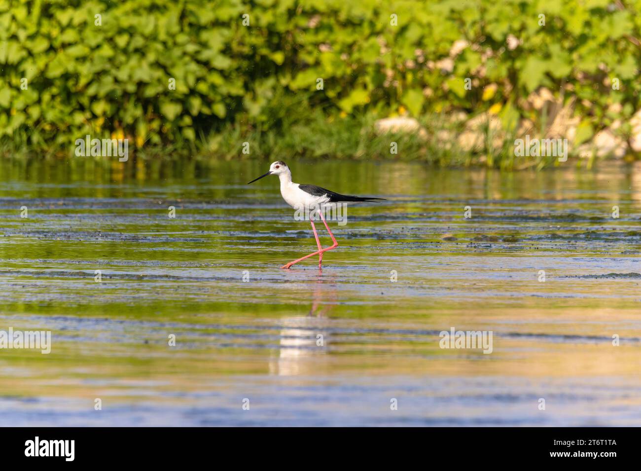 Wild birds wade in the pristine lake, showcasing the beauty of nature ...