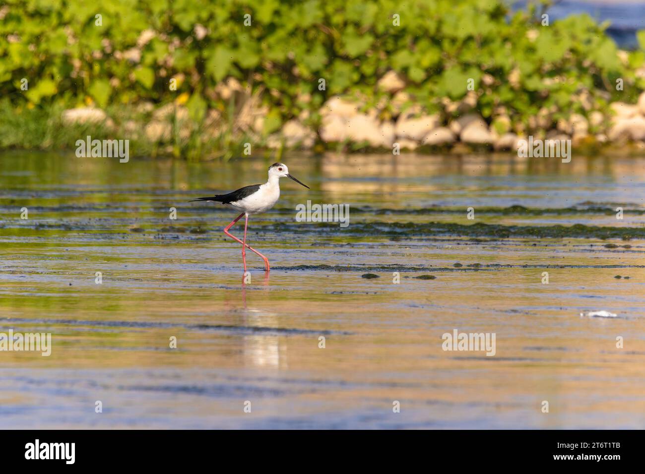 Wild birds wade in the pristine lake, showcasing the beauty of nature ...