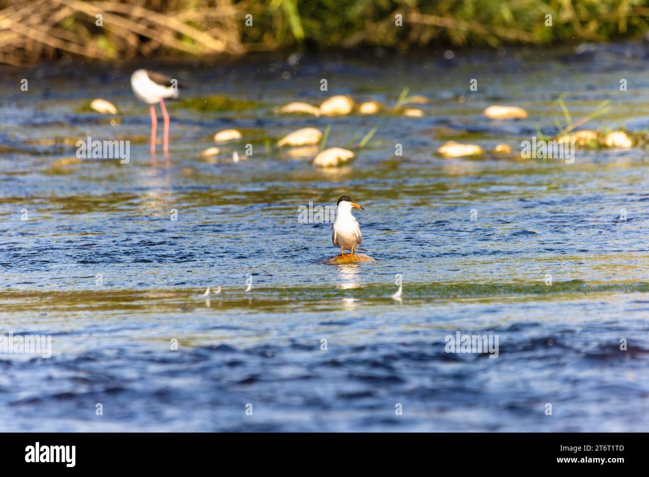 Wild birds wade in the pristine lake, showcasing the beauty of nature ...
