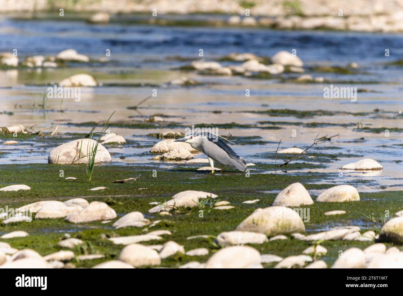 Wild birds wade in the pristine lake, showcasing the beauty of nature ...