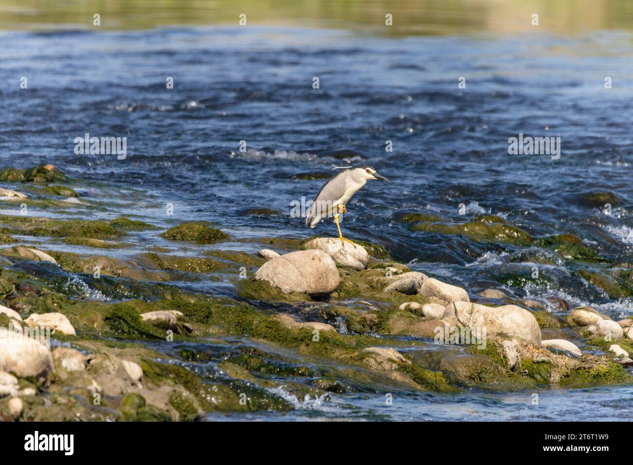 Wild birds wade in the pristine lake, showcasing the beauty of nature ...
