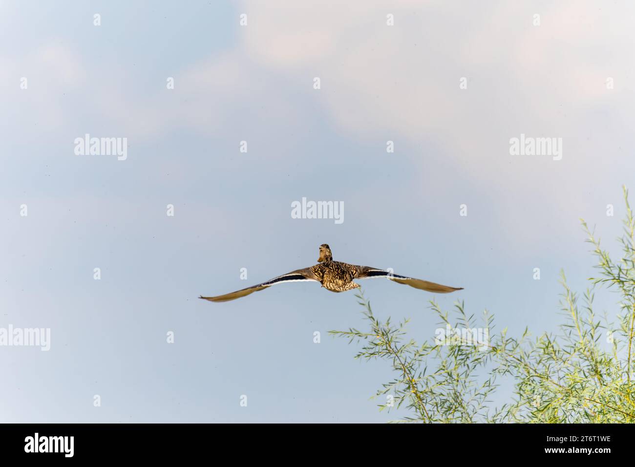 Birds soar in the wild blue sky, embodying the spirit of nature's ...