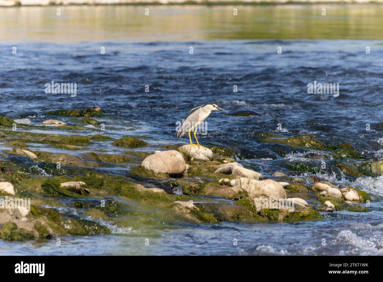 Wild birds wade in the pristine lake, showcasing the beauty of nature ...