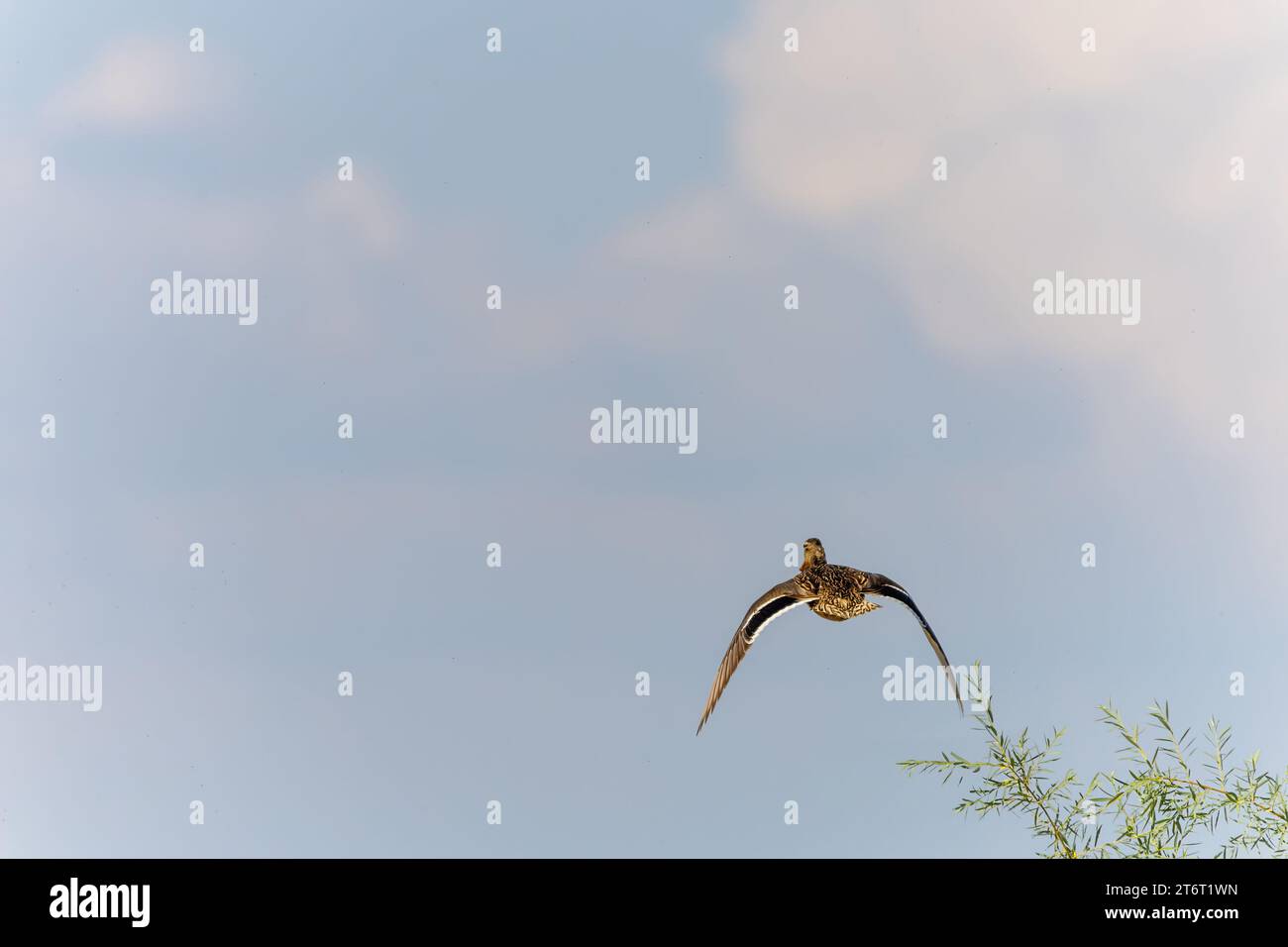 Birds soar in the wild blue sky, embodying the spirit of nature's ...