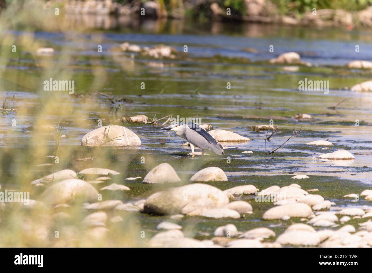 Wild birds wade in the pristine lake, showcasing the beauty of nature ...
