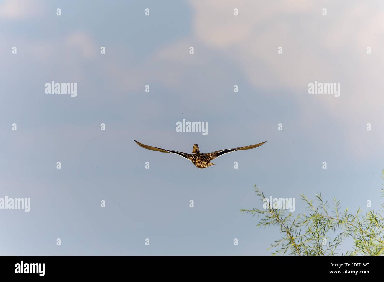 Birds soar in the wild blue sky, embodying the spirit of nature's ...