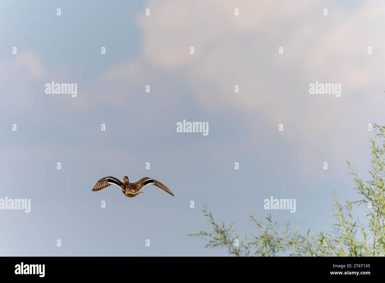 Birds soar in the wild blue sky, embodying the spirit of nature's ...