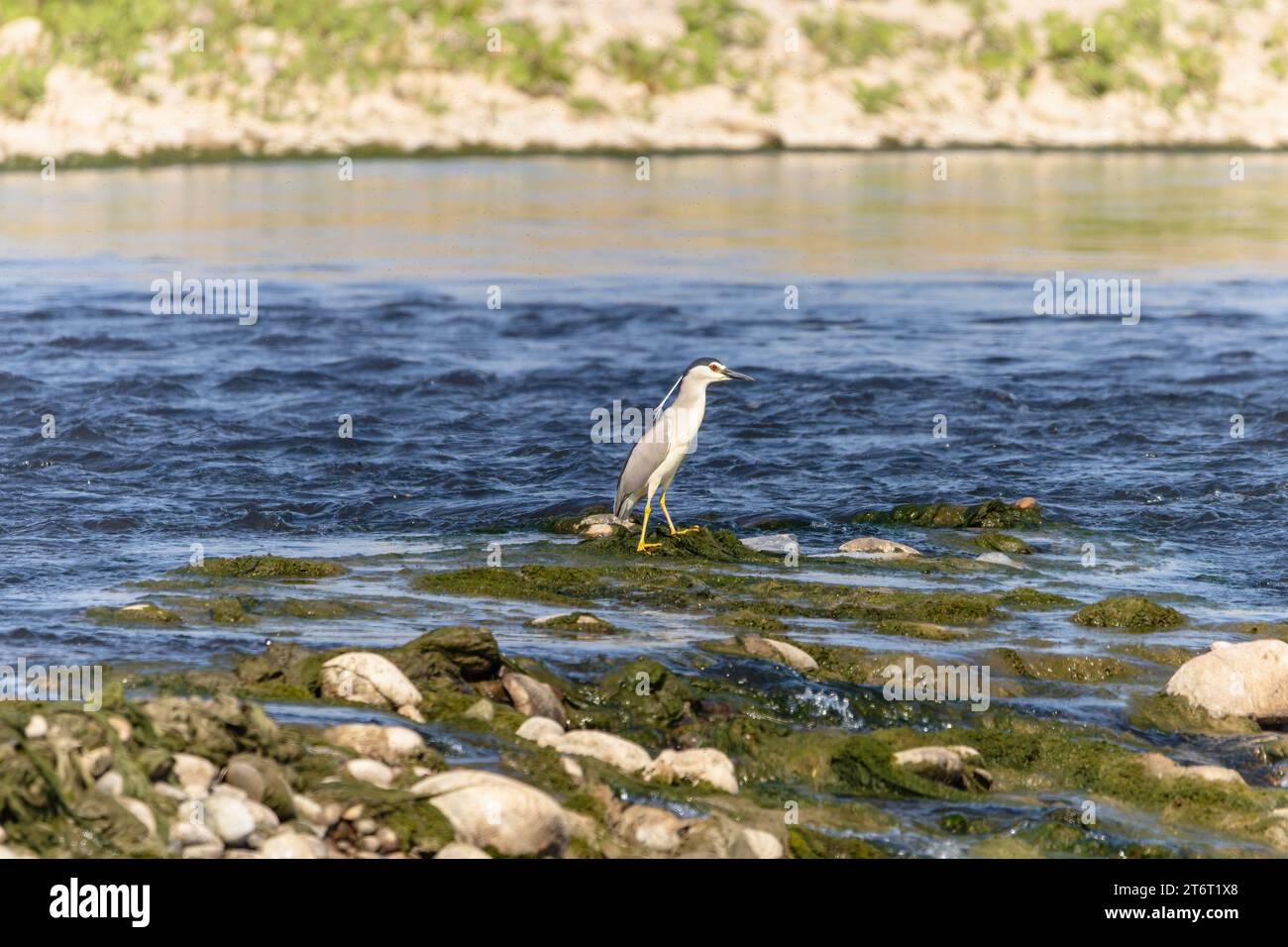 Wild birds wade in the pristine lake, showcasing the beauty of nature ...