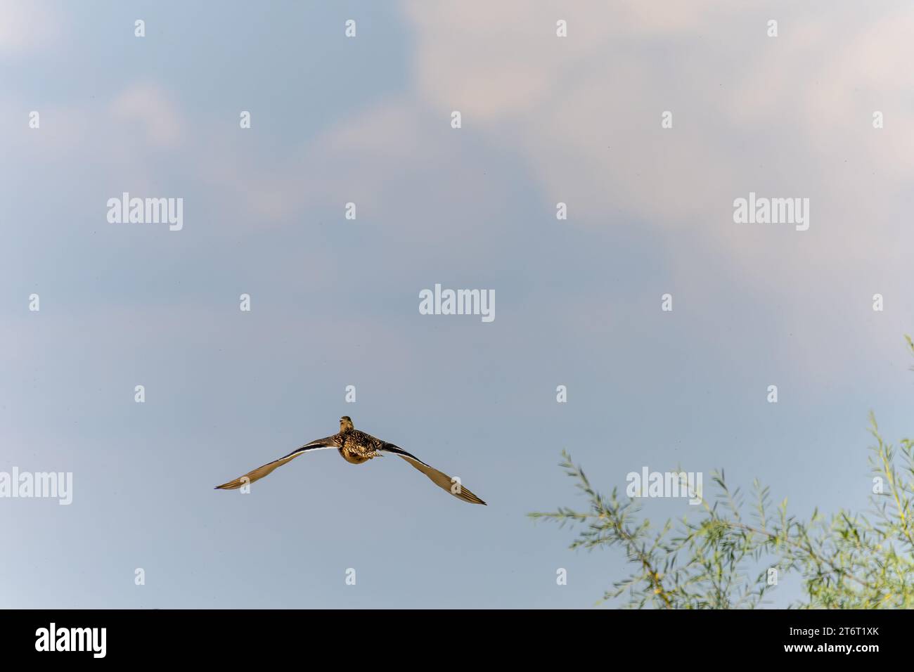 Birds soar in the wild blue sky, embodying the spirit of nature's ...