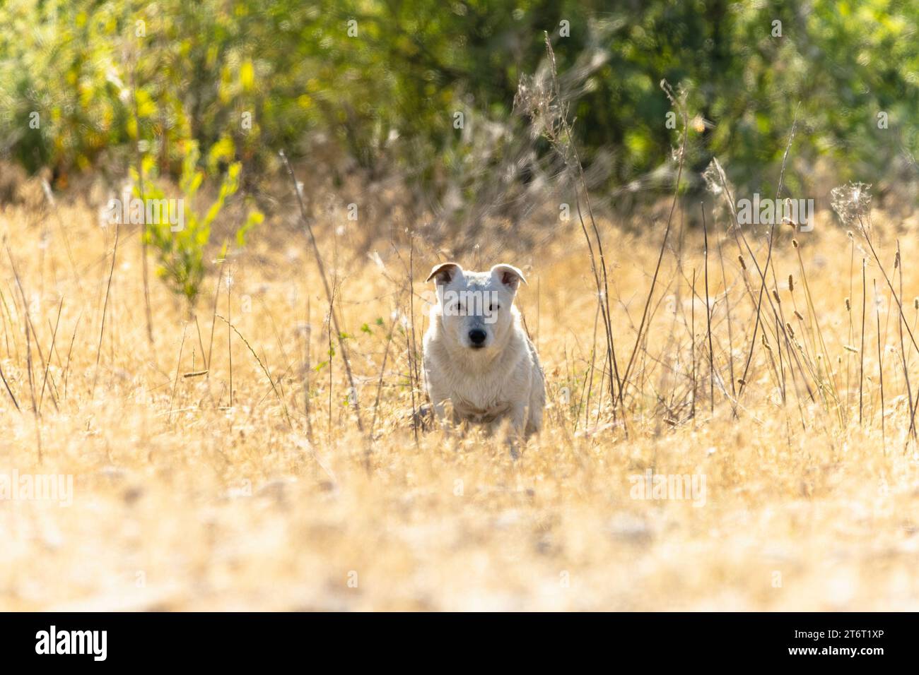 Dog breed Jack Russell Terrier in nature in the wild Stock Photo - Alamy