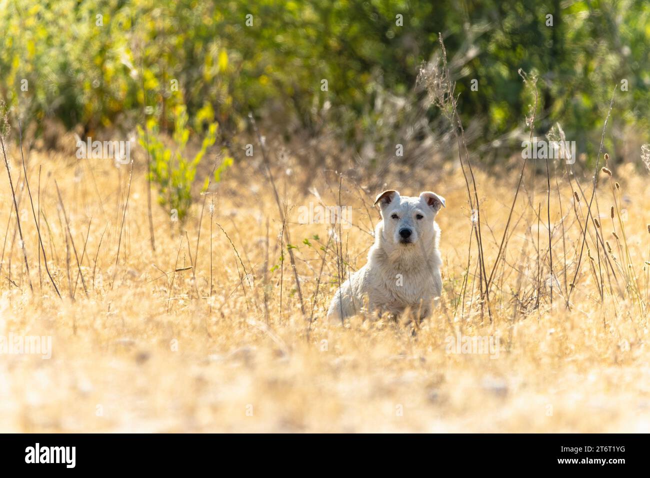 Dog breed Jack Russell Terrier in nature in the wild Stock Photo - Alamy