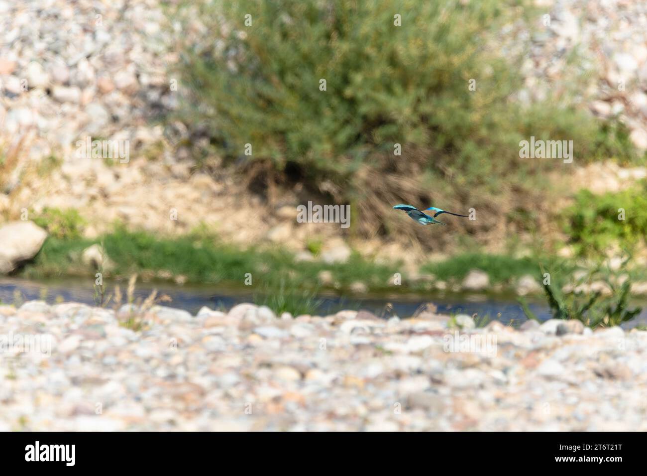 Birds soar in the wild blue sky, embodying the spirit of nature's ...