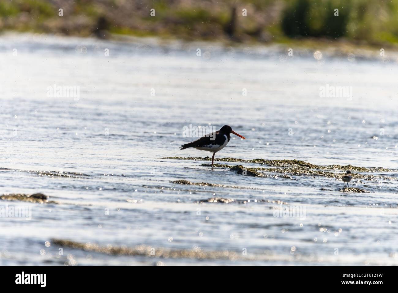 Wild birds wade in the pristine lake, showcasing the beauty of nature ...