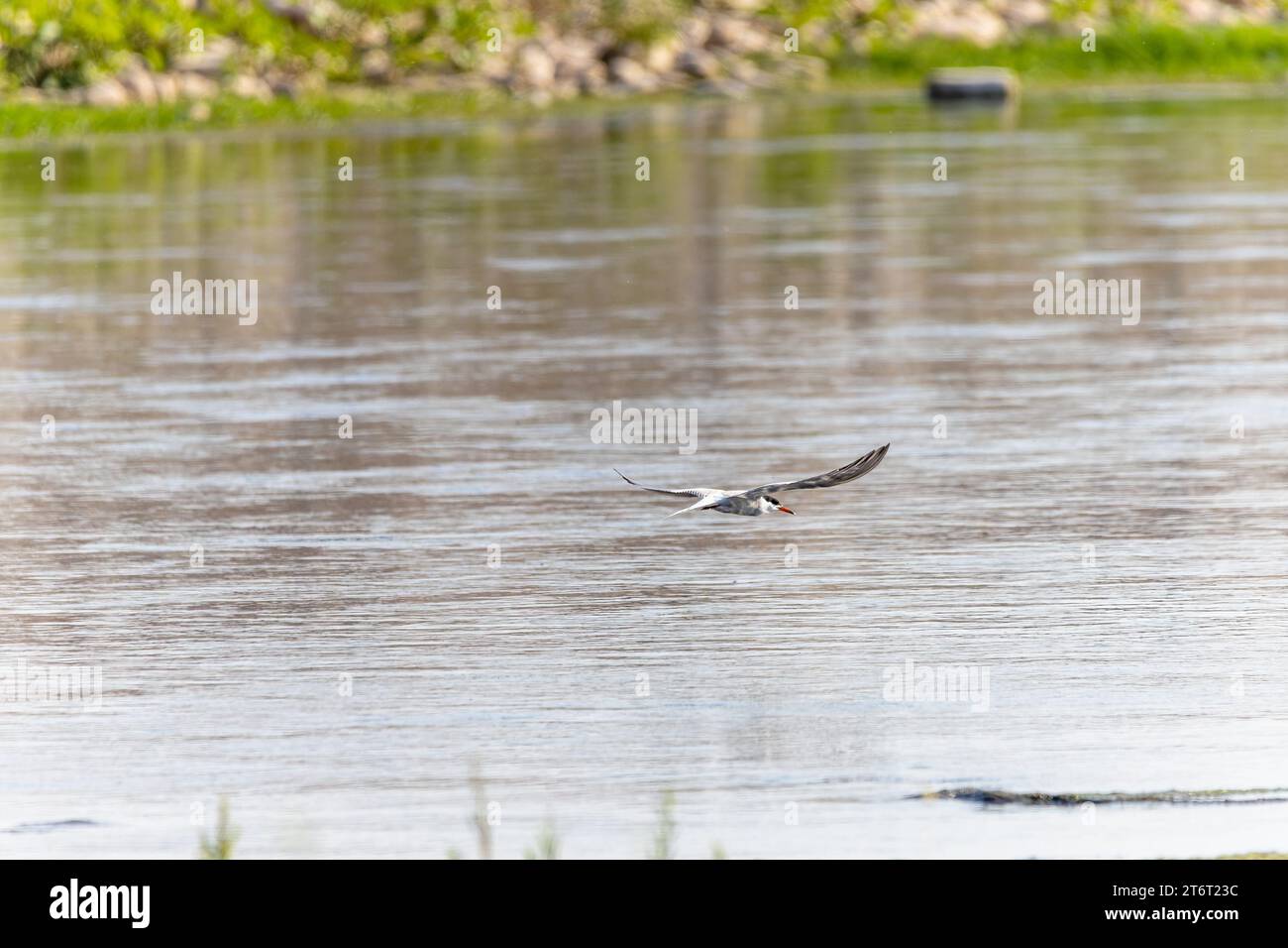 Birds soar in the wild blue sky, embodying the spirit of nature's ...