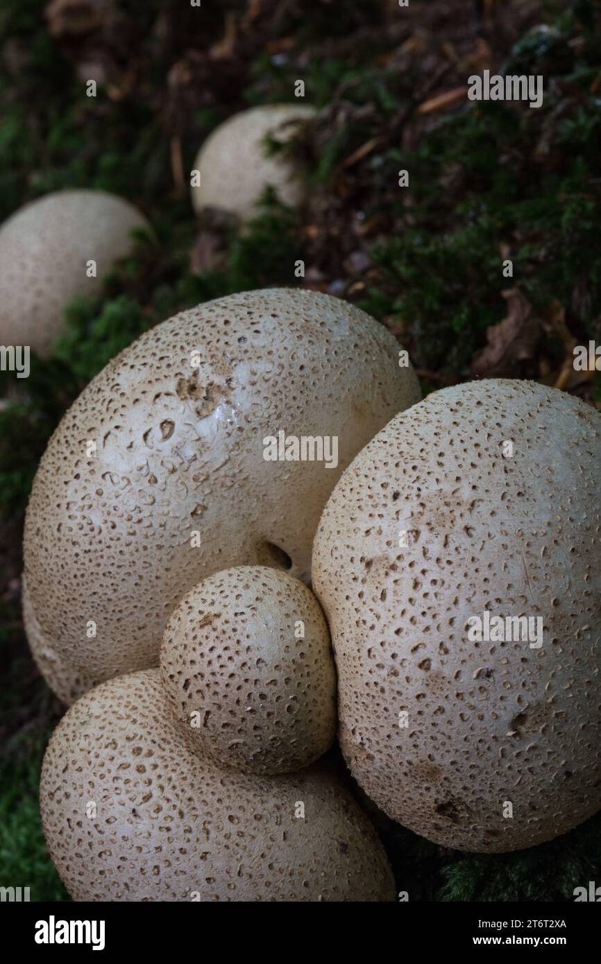 Common Earthball mushroom [ Scleroderma citrinum ] Stock Photo - Alamy