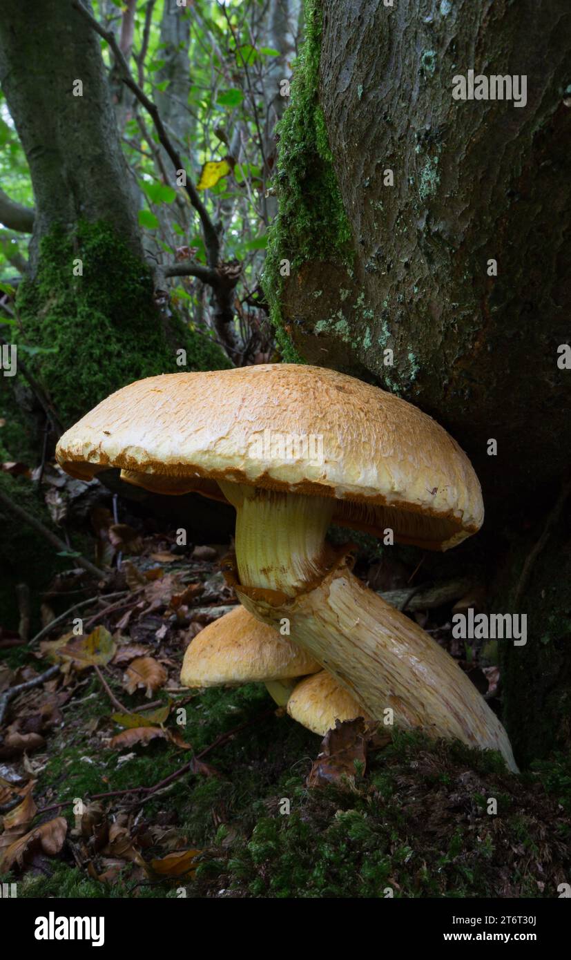 Mushroom base hi-res stock photography and images - Alamy