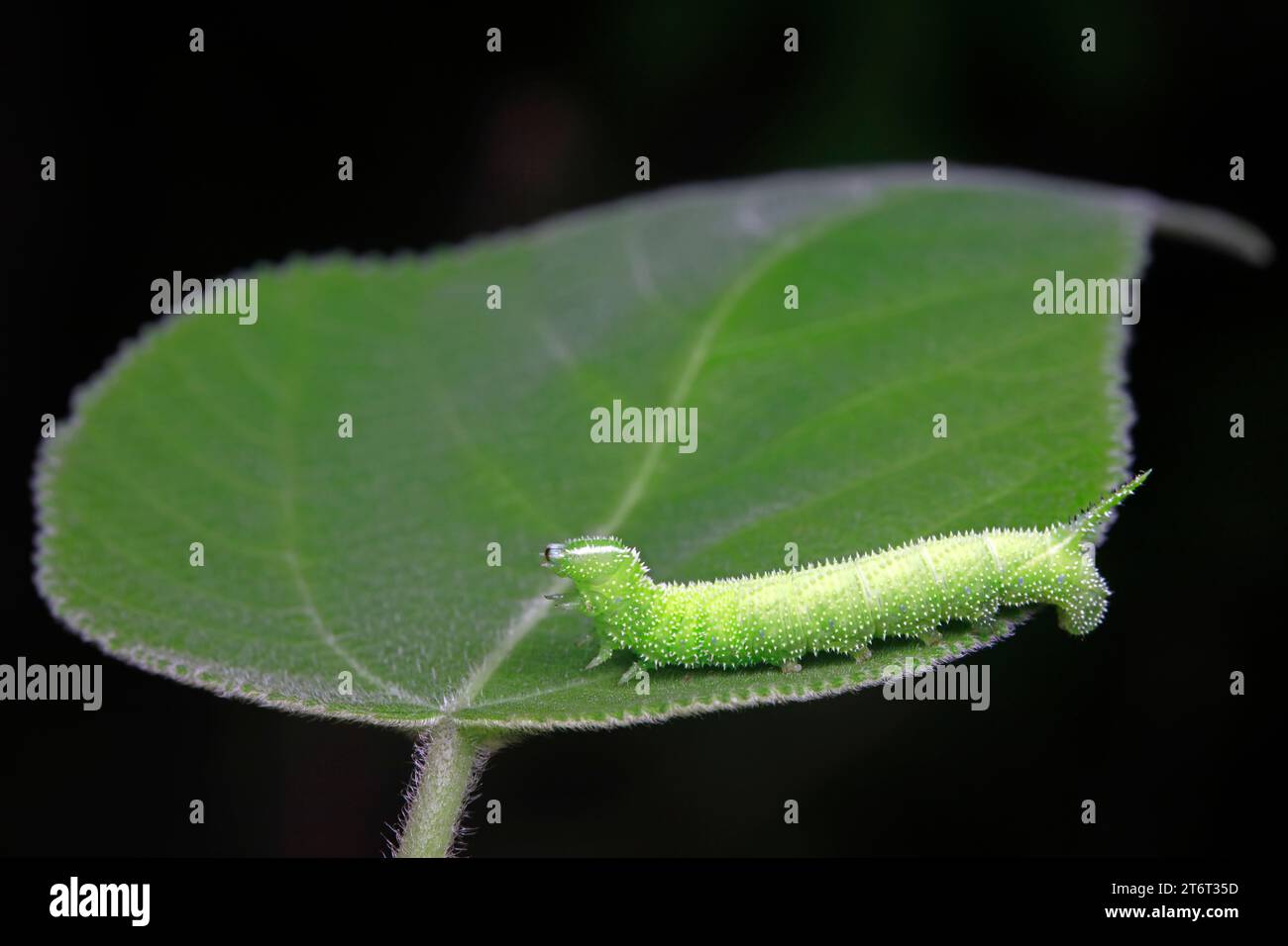 Moth larvae live on wild plants in North China Stock Photo - Alamy