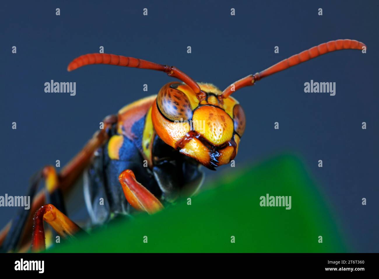 Bees live on wild plants, North China Stock Photo - Alamy