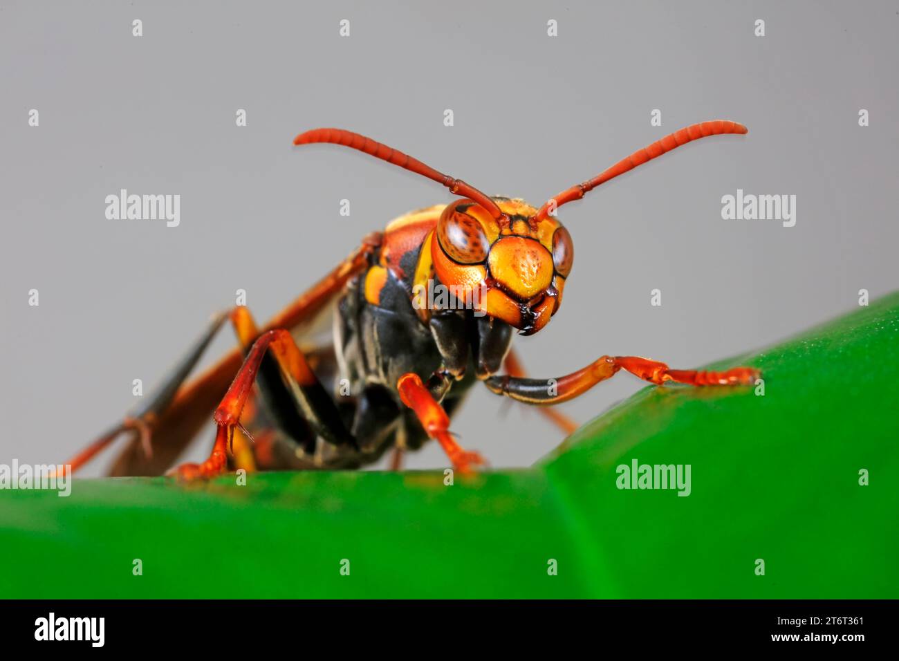 Bees live on wild plants, North China Stock Photo - Alamy