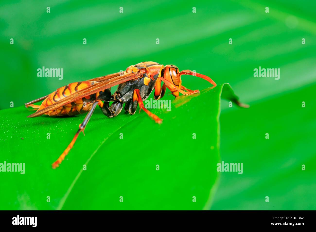 Bees live on wild plants, North China Stock Photo - Alamy