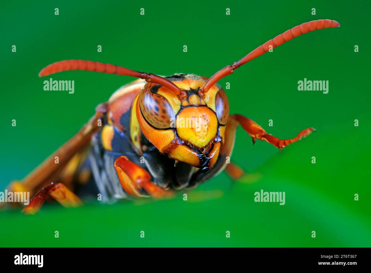 Bees live on wild plants, North China Stock Photo - Alamy