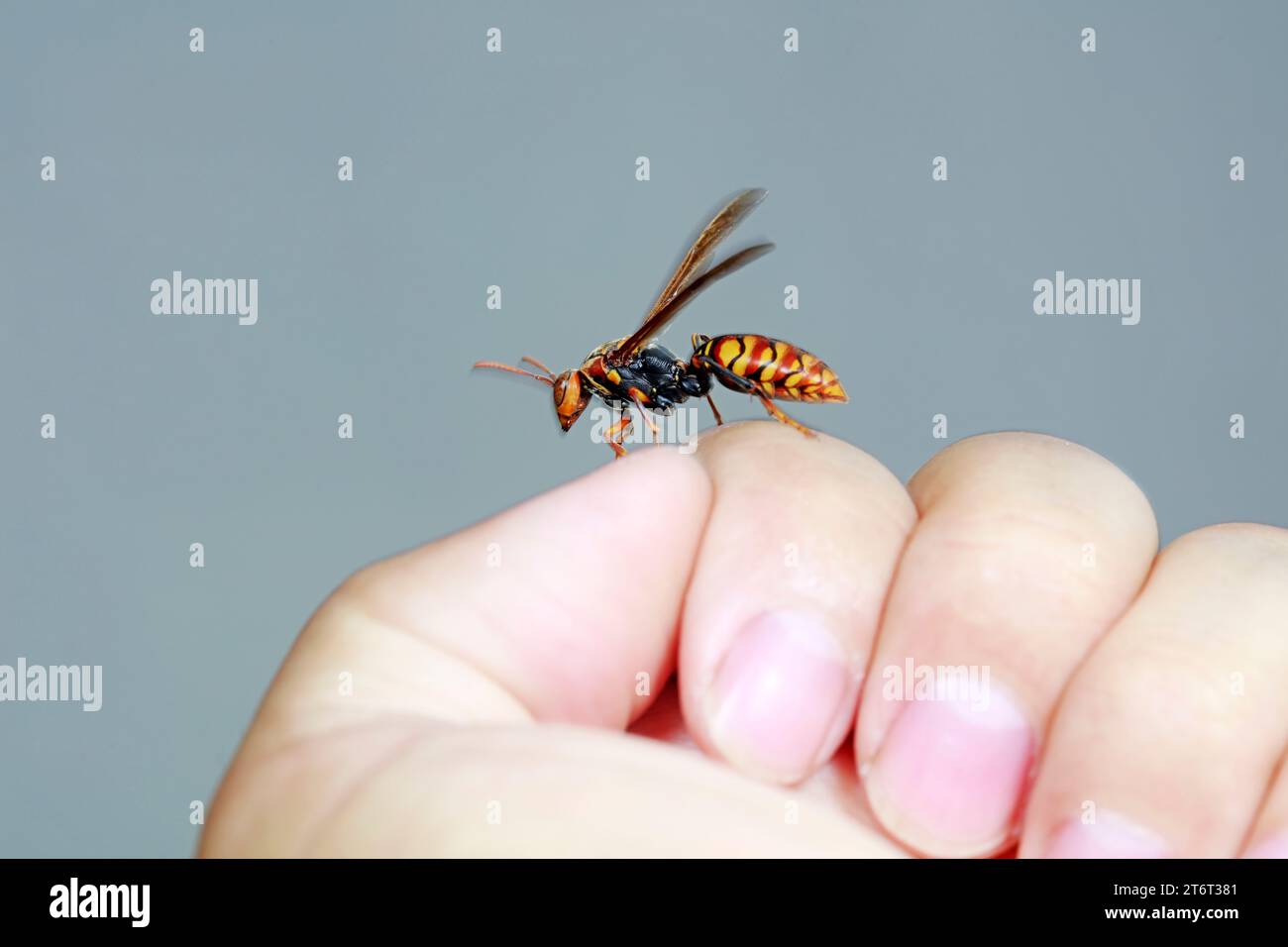 Humans and bees hi-res stock photography and images - Alamy