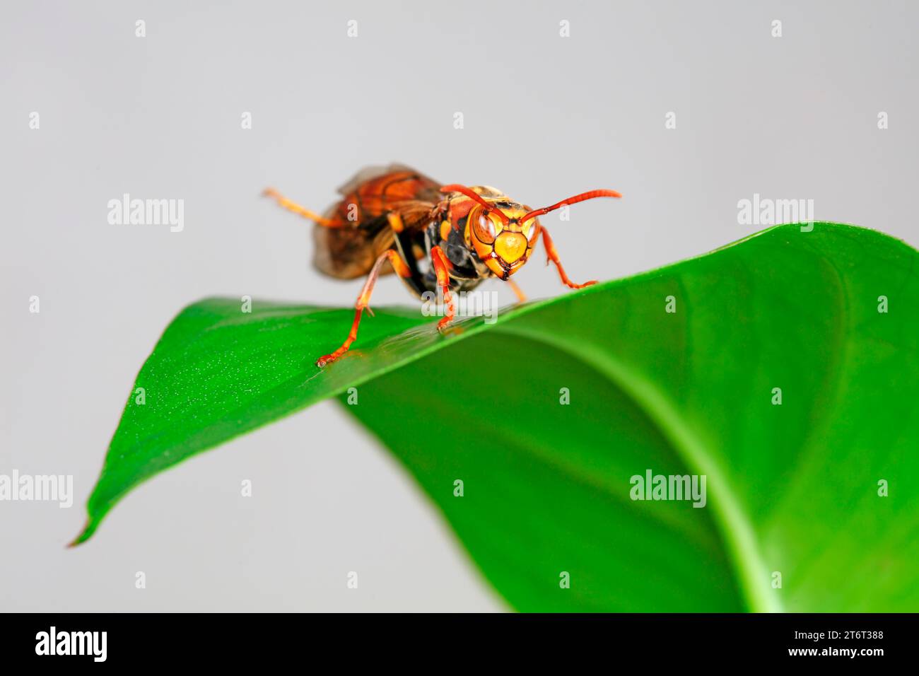 Bees live on wild plants, North China Stock Photo - Alamy