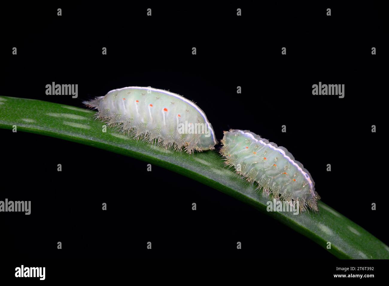 The larvae of the moth live on wild plants in North China Stock Photo ...