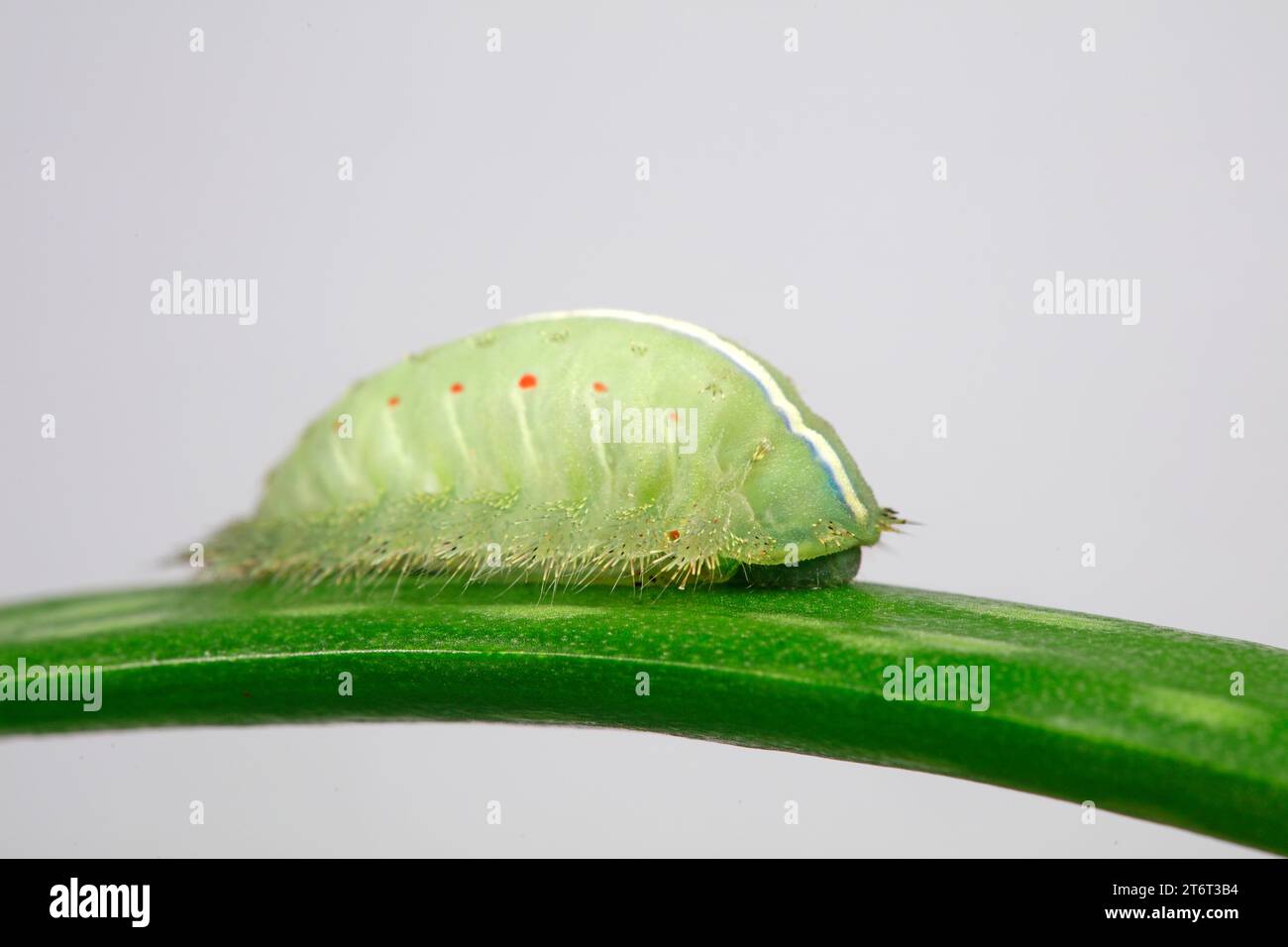 The larvae of the moth live on wild plants in North China Stock Photo ...
