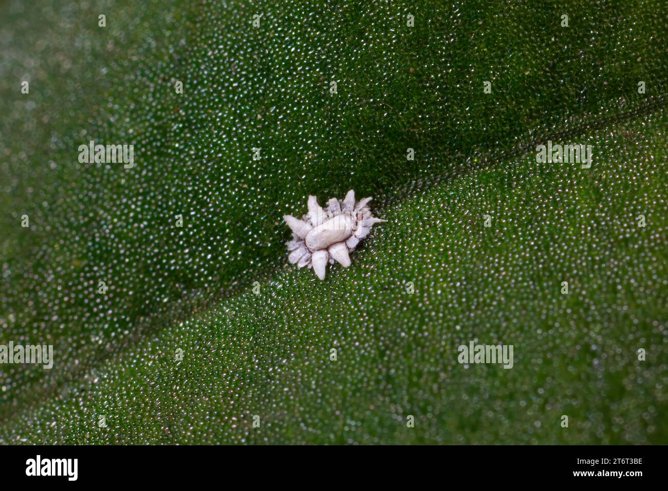 coccidae insect habitat on wild plants, North China Stock Photo - Alamy