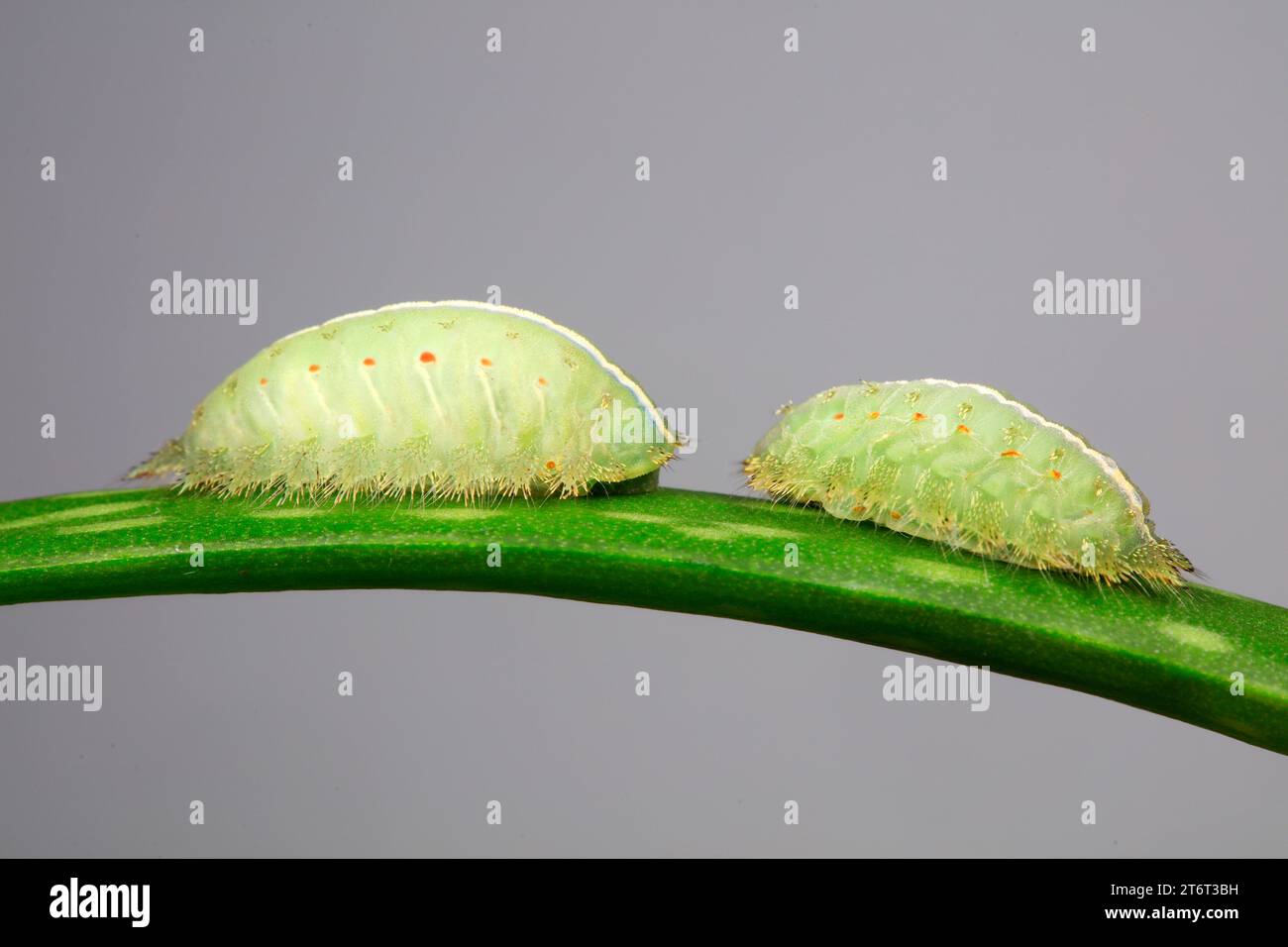 The larvae of the moth live on wild plants in North China Stock Photo ...