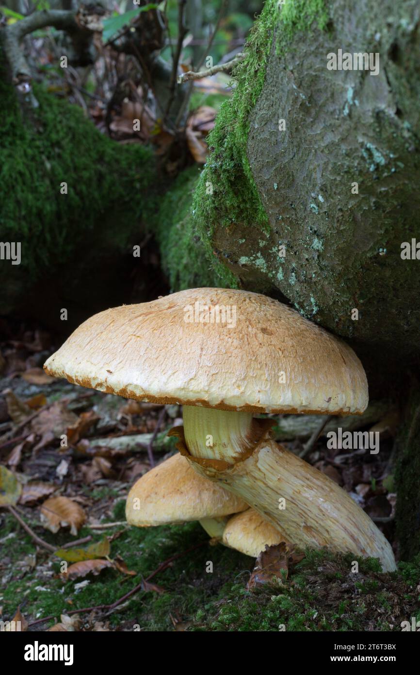 Mushroom base hi-res stock photography and images - Alamy