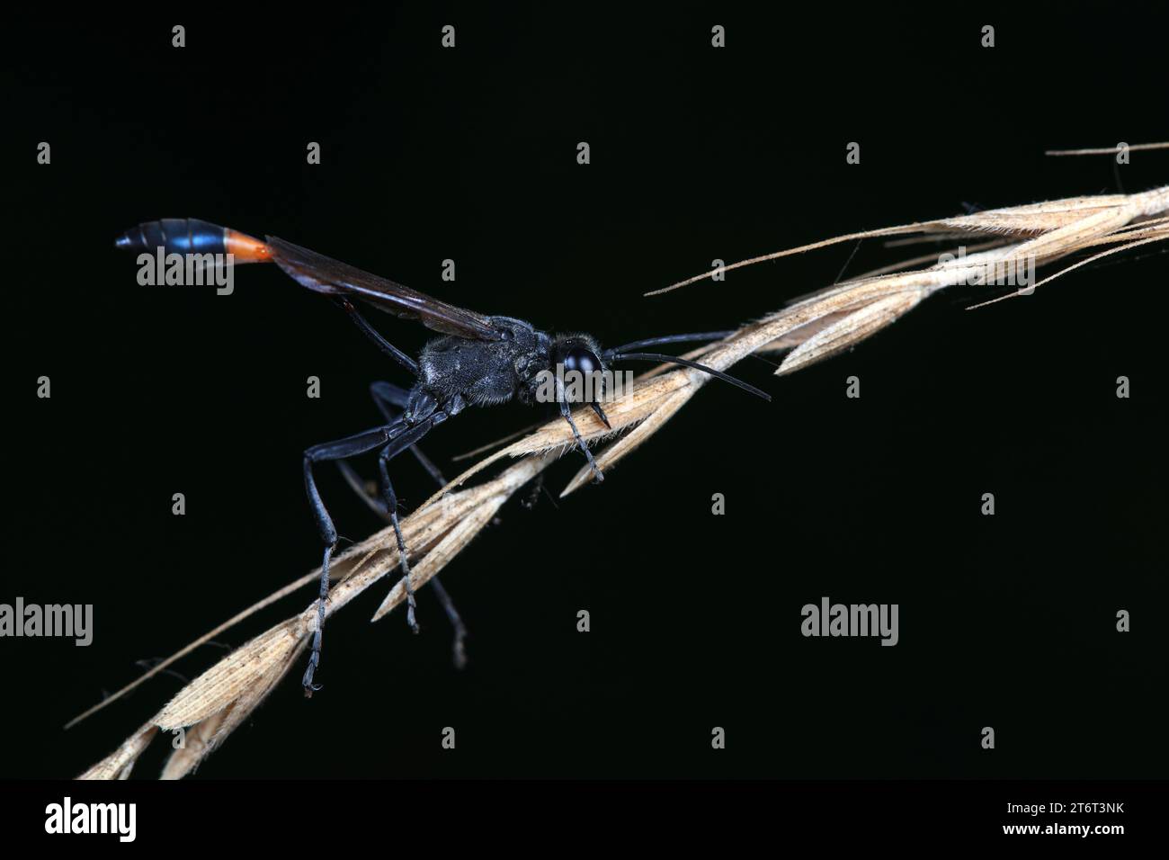 Mud bees on wild plants, North China Stock Photo - Alamy