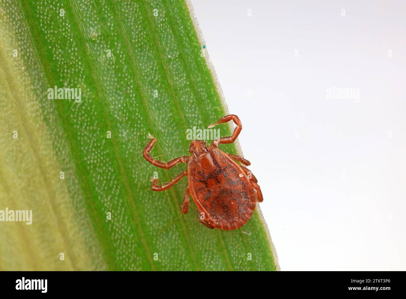 Hard tick on green leaves, North China Stock Photo - Alamy
