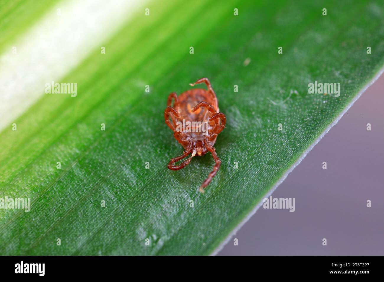 Hard tick hi-res stock photography and images - Alamy