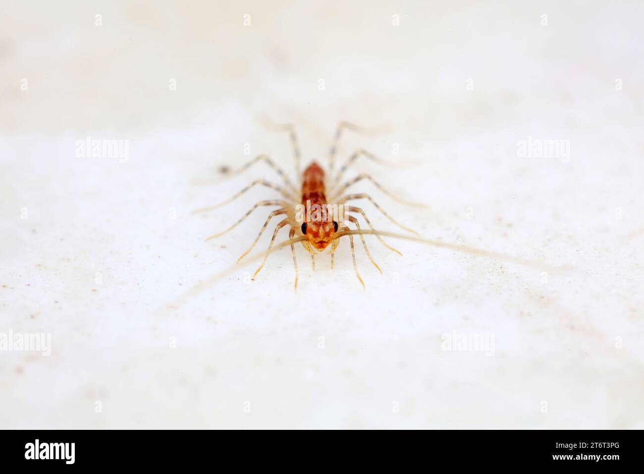 common house centipede on a white background, North China Stock Photo ...