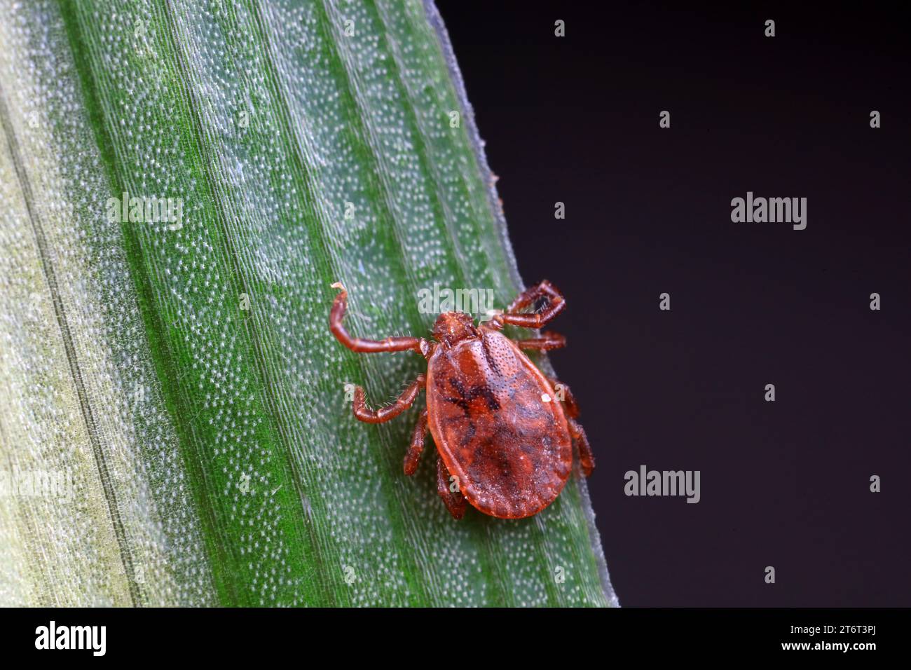 Hard tick on green hi-res stock photography and images - Alamy