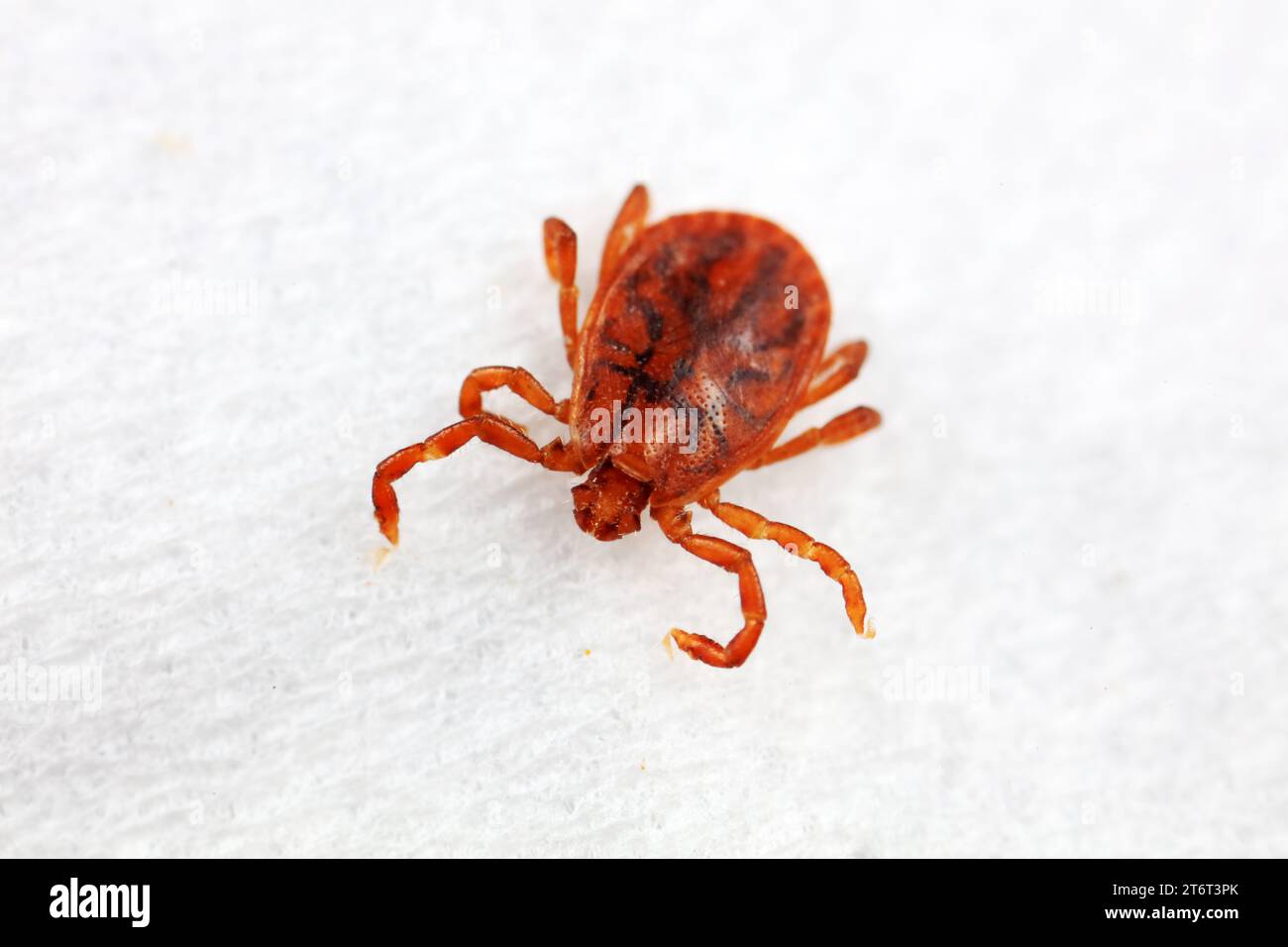 Hard tick on white background, North China Stock Photo - Alamy