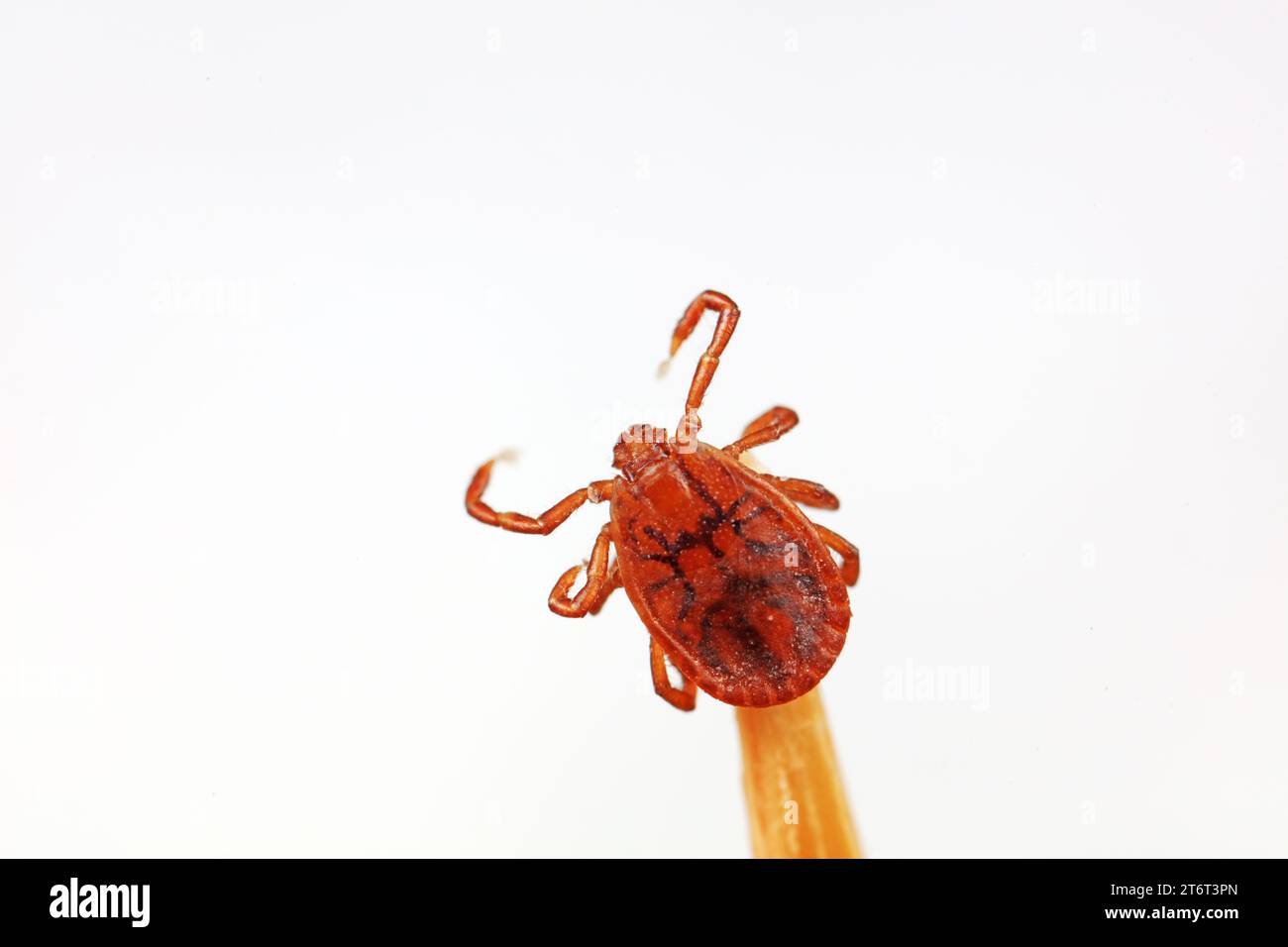 Hard tick on white background, North China Stock Photo - Alamy