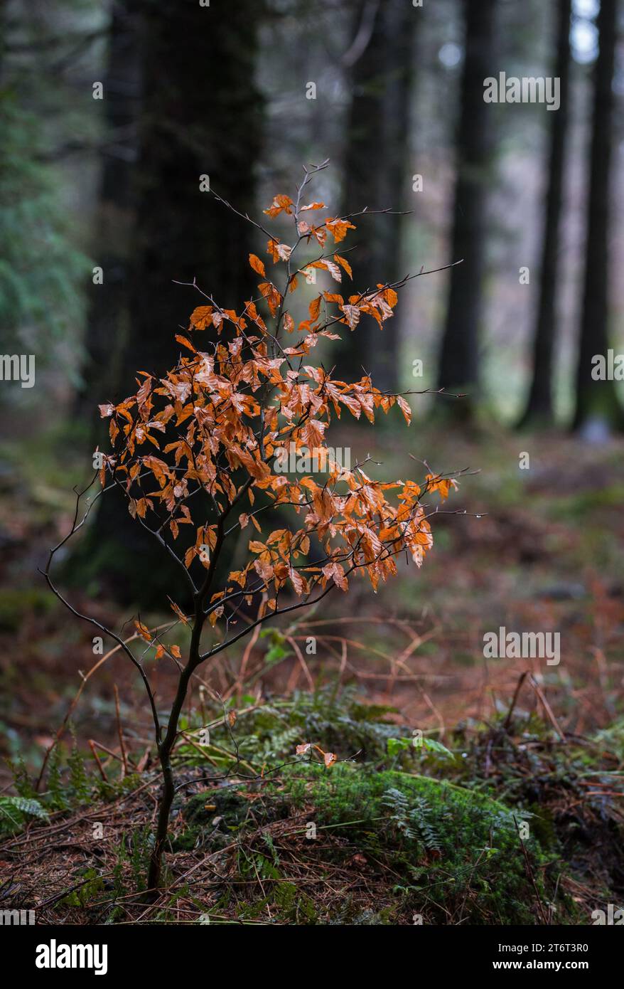Small beech tree with autumnal leaves in conifer woodland Stock Photo ...