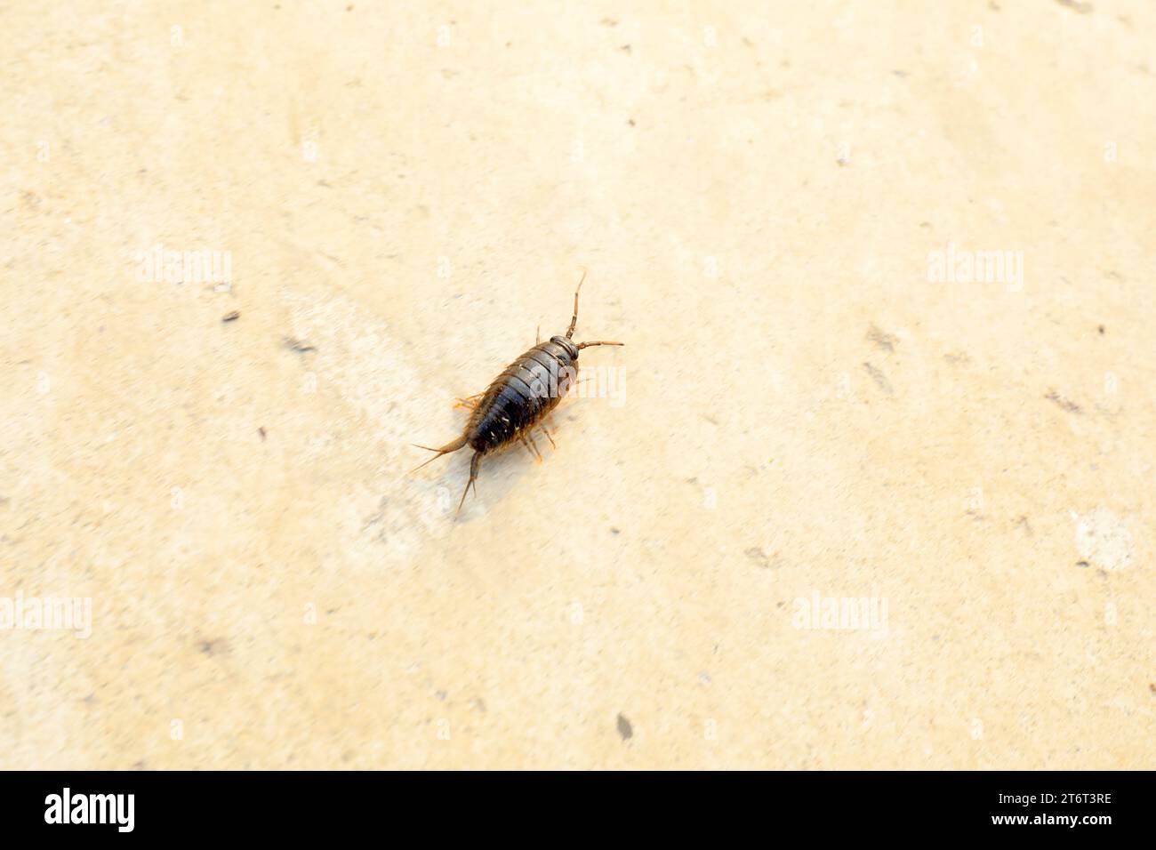 Insects crawling hi-res stock photography and images - Alamy