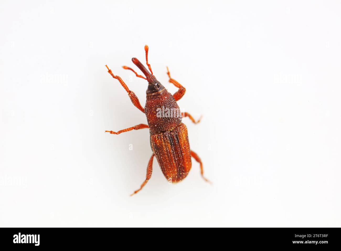 Rice weevil on white background Stock Photo - Alamy