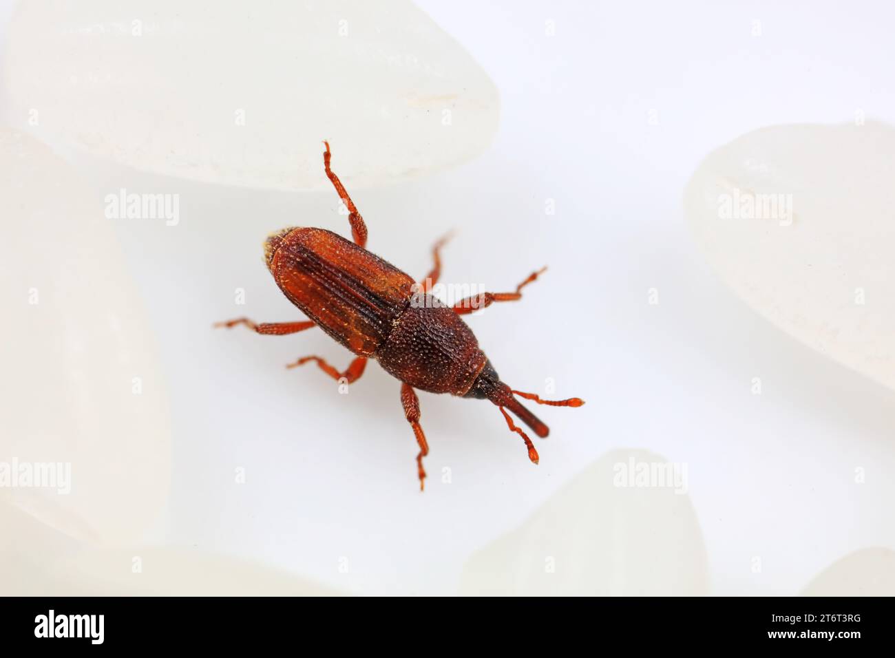 Rice weevil on white background Stock Photo - Alamy