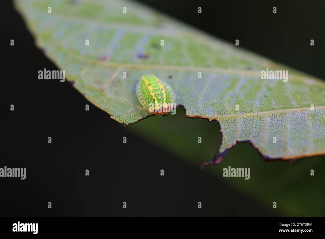 Lepidoptera moth larvae, North China Stock Photo - Alamy