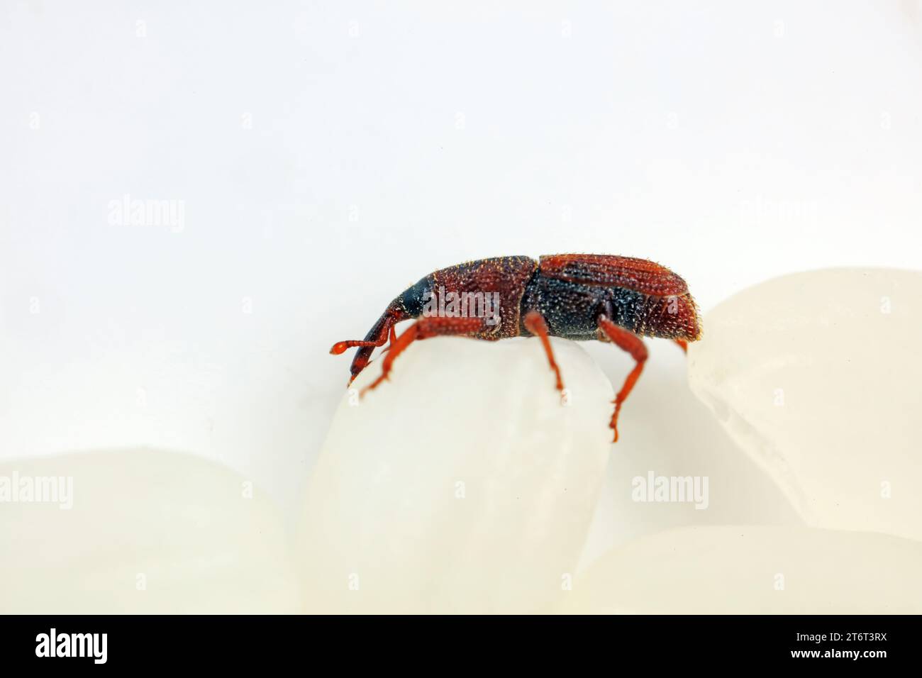 Rice weevil on white background Stock Photo - Alamy