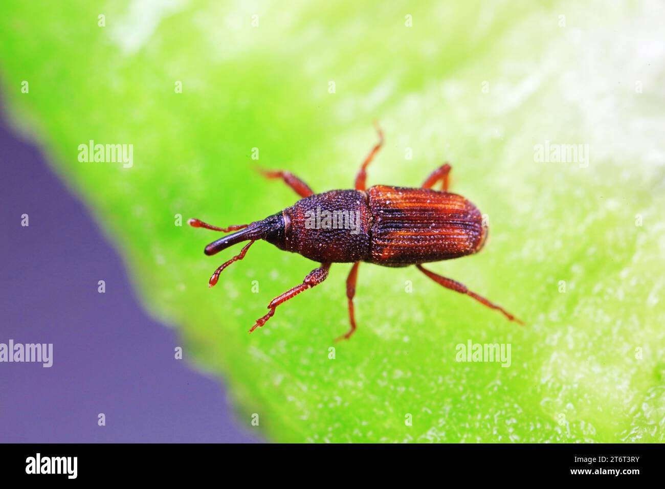 Rice weevil hi-res stock photography and images - Alamy