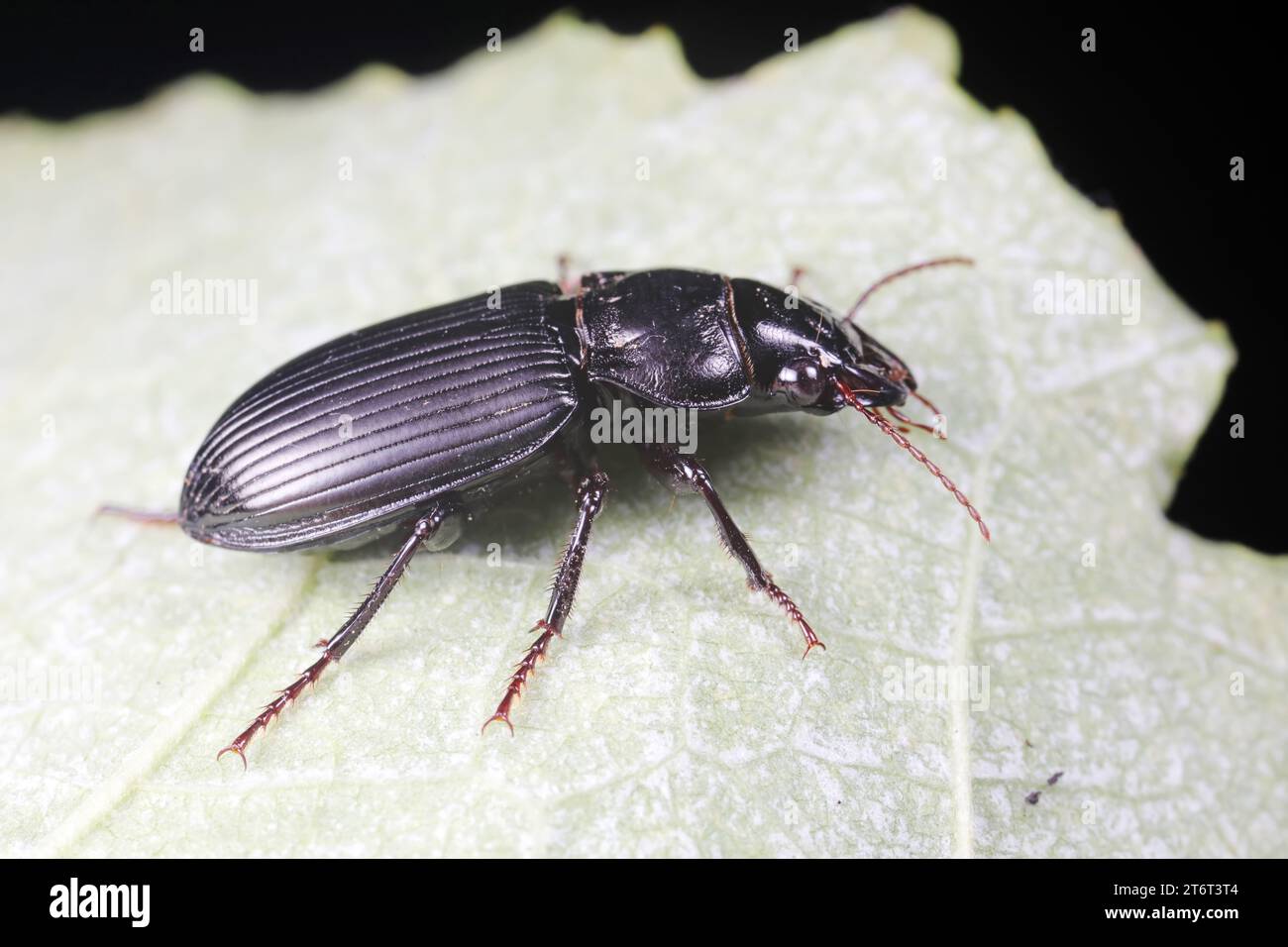 Coleoptera Carabidae Insects in Nature Stock Photo - Alamy
