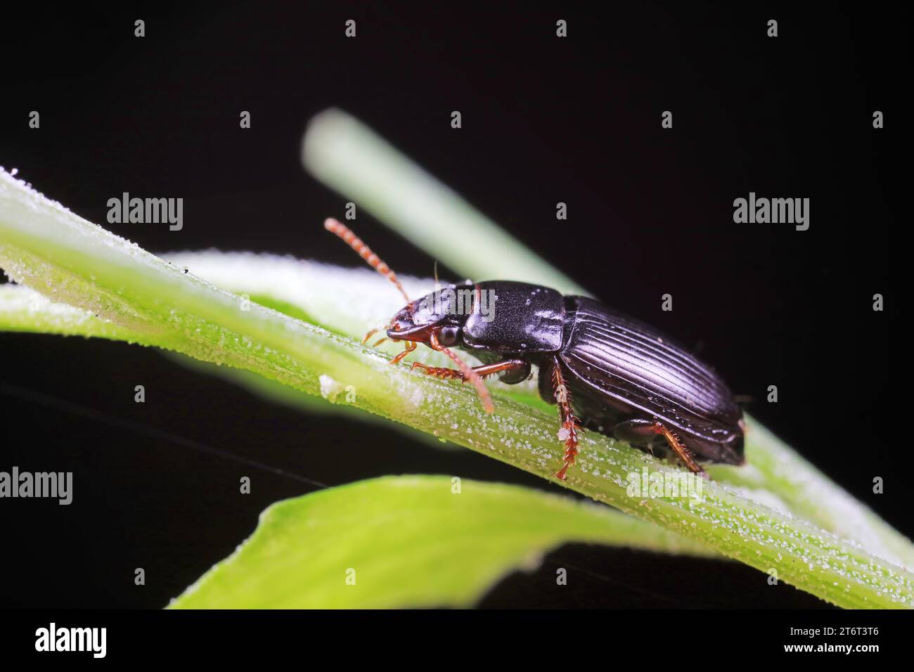 Coleoptera Carabidae Insects in Nature Stock Photo - Alamy